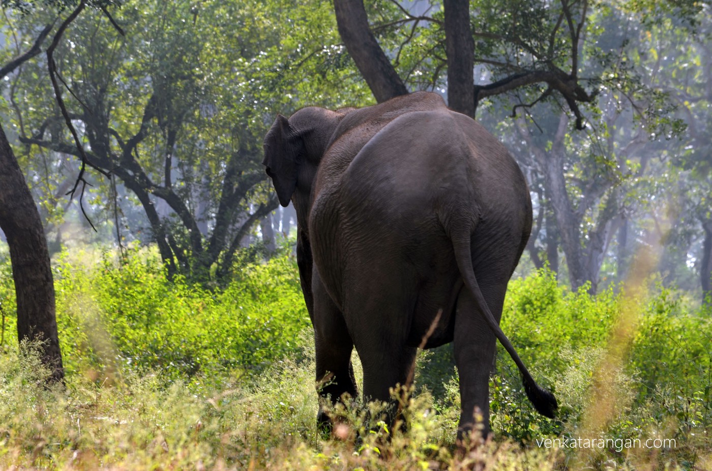 Trip to Mudumalai Tiger Reserve