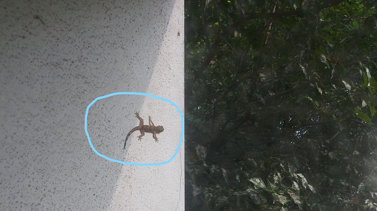 What's your experience with lizards in your house?